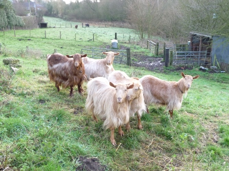 Herds - Golden Guernsey Goat Society