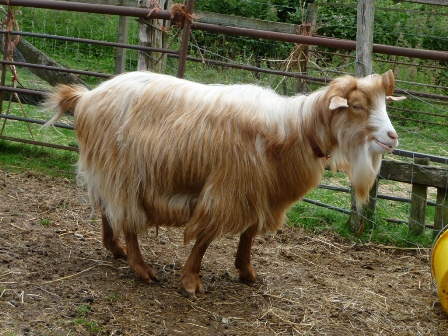 Herds - Golden Guernsey Goat Society