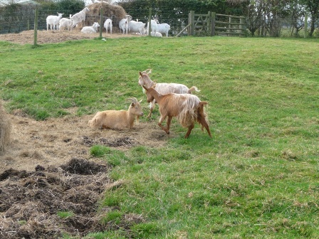 Herds - Golden Guernsey Goat Society