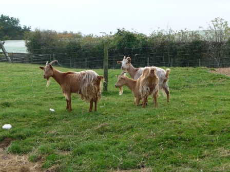 Herds - Golden Guernsey Goat Society