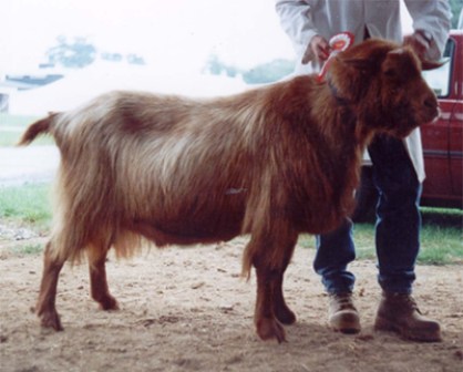 Herds - Golden Guernsey Goat Society