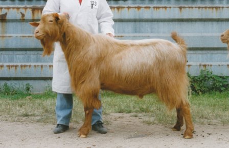 Herds - Golden Guernsey Goat Society