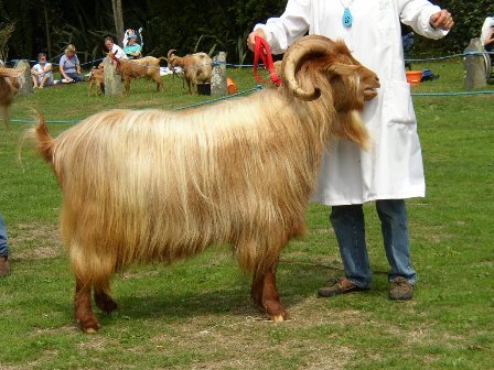 Herds - Golden Guernsey Goat Society