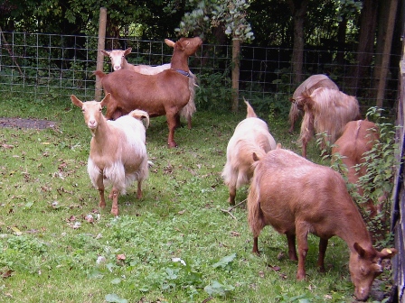 Herds - Golden Guernsey Goat Society