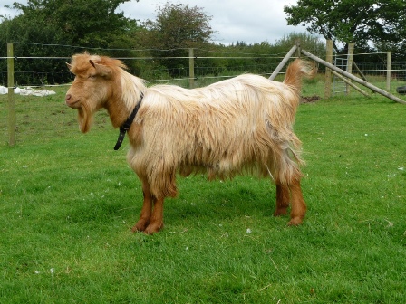 Herds - Golden Guernsey Goat Society