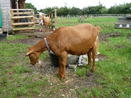 Herds - Golden Guernsey Goat Society