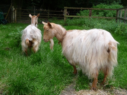 Herds - Golden Guernsey Goat Society