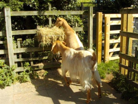 Herds - Golden Guernsey Goat Society