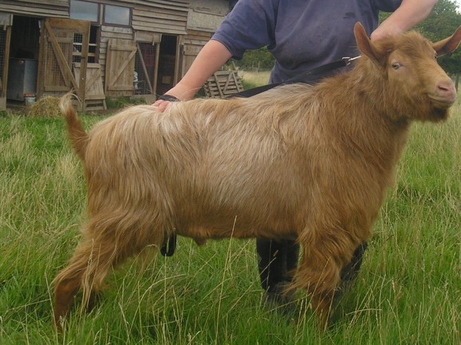 Herds - Golden Guernsey Goat Society