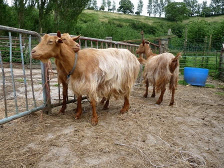 Herds - Golden Guernsey Goat Society