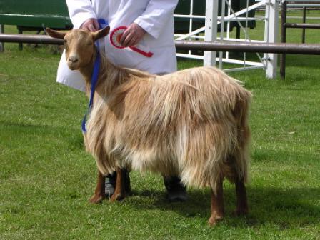 Herds - Golden Guernsey Goat Society