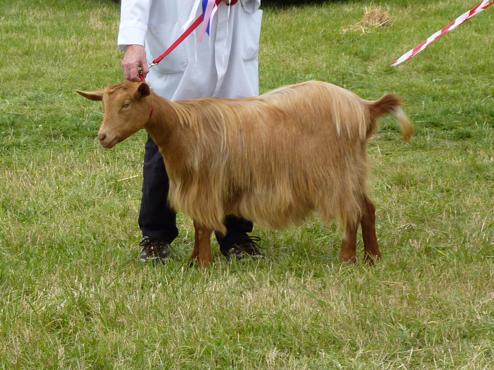 Herds - Golden Guernsey Goat Society