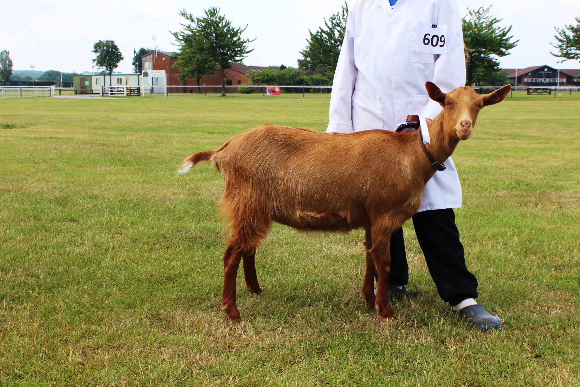 Gallery - Golden Guernsey Goat Society