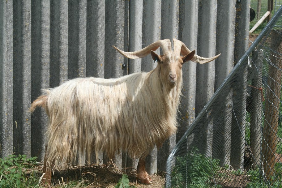 Show Page - Golden Guernsey Goat Society