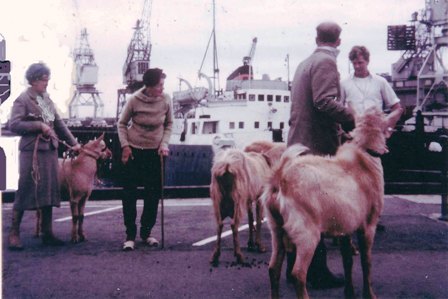 A Brief History of the Golden Guernsey Goat - Golden Guernsey Goat Society