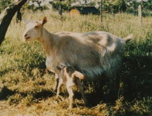 Golden Guernsey Goats in the UK - Golden Guernsey Goat Society