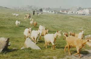 A Brief History of the Golden Guernsey Goat - Golden Guernsey Goat Society