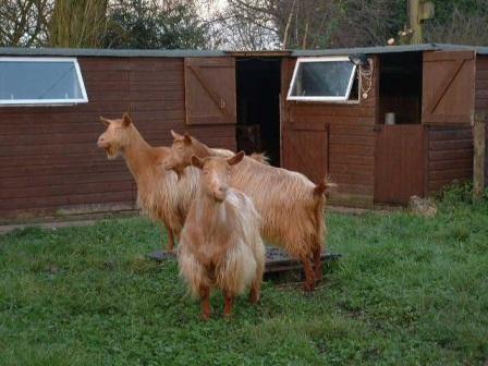 Golden Guernsey Goats in the UK - Golden Guernsey Goat Society