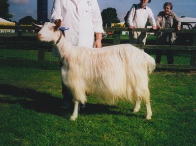British Guernseys - Golden Guernsey Goat Society
