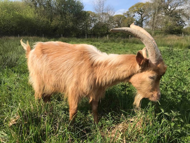 Golden & British Guernsey Goats for sale - Golden Guernsey Goat Society