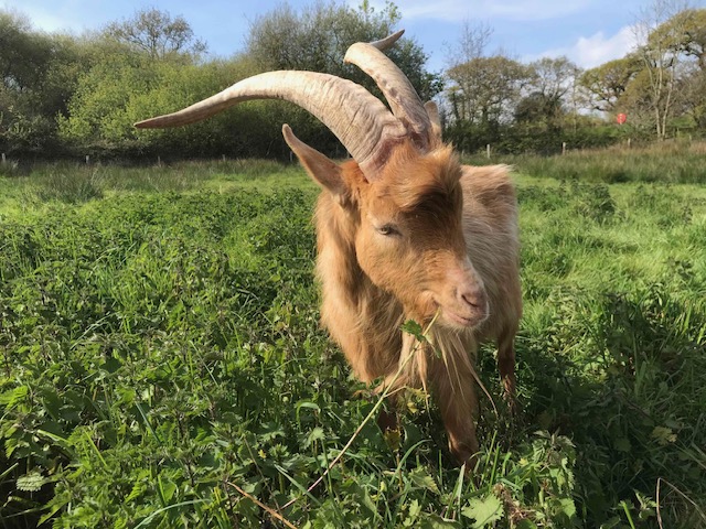 Golden & British Guernsey Goats for sale - Golden Guernsey Goat Society