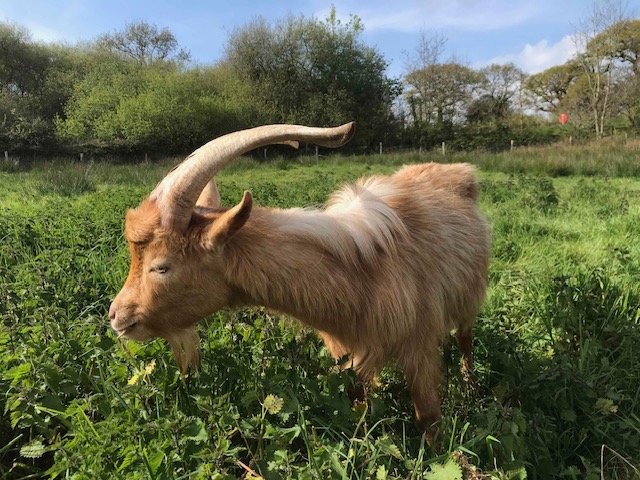 Golden & British Guernsey Goats for sale - Golden Guernsey Goat Society
